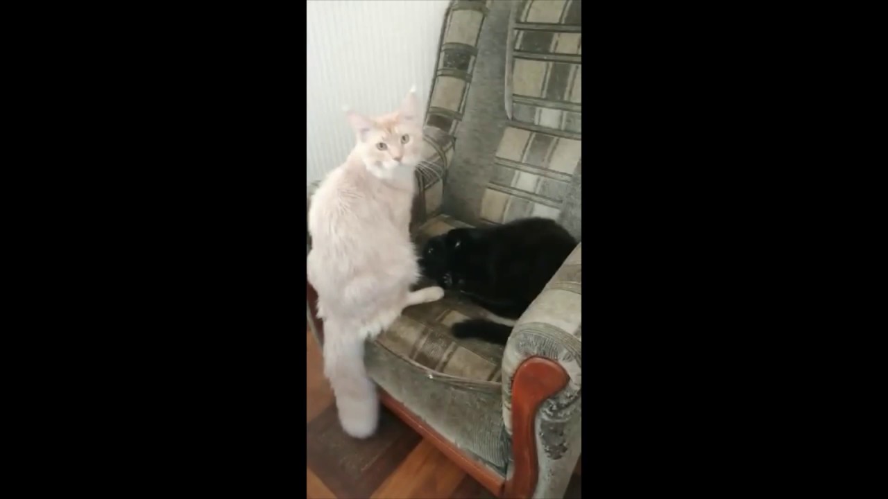Fight Over The Chair - YouTube
