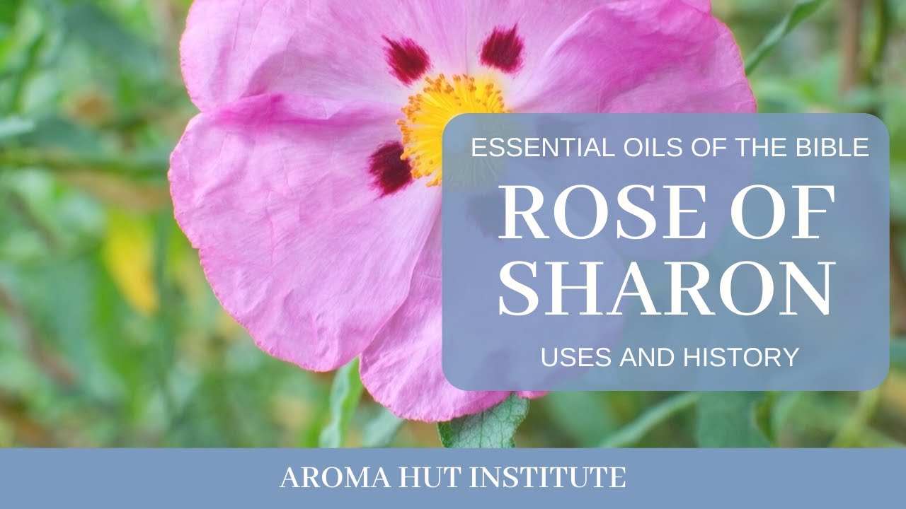 Rose of Sharon Essential Oil Properties and Uses | Cistus Labdanum ...