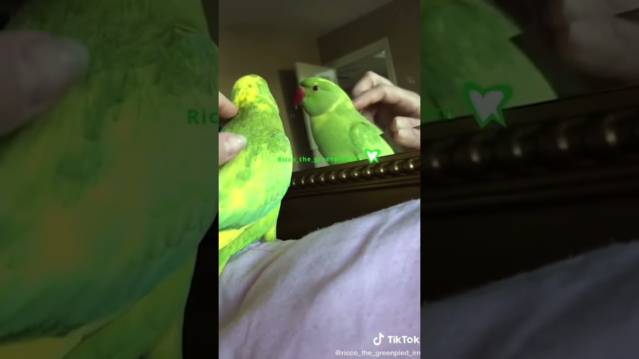 parrot copying animal sounds #Shorts - YouTube