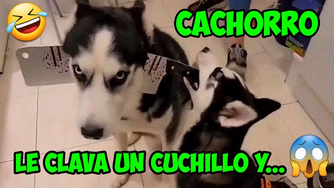 Cachorro Clava 😱 un Cuchillo en la Cabeza a Perro ( Juguete 🤣 Broma ...