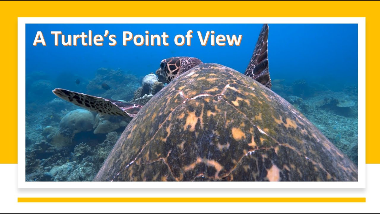 A Turtle's point of view - YouTube