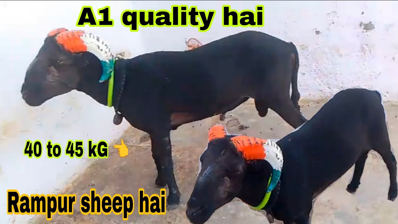 Rampur sheep Jet black hai full active hai available in Hyderabad - YouTube