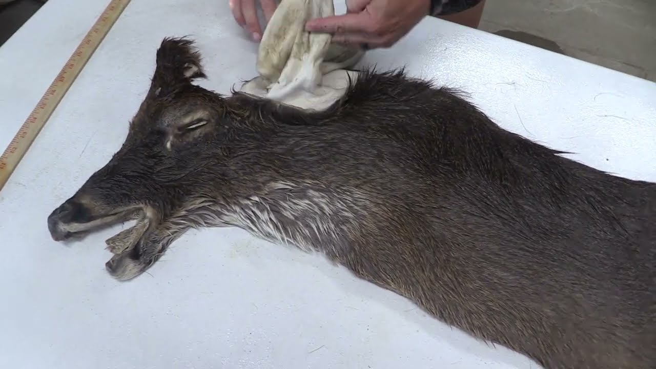 Tanned Whitetail Deer Cape For Sale 7 1/2" x 24" OBT1665 - YouTube