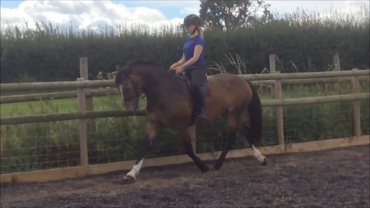 Rhosfarch Daisy Jane: Flatwork 1 - YouTube