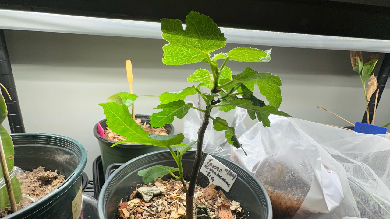 Citrus & Fig Trees Blooming Indoors - Tropicals & Seedlings Update # ...