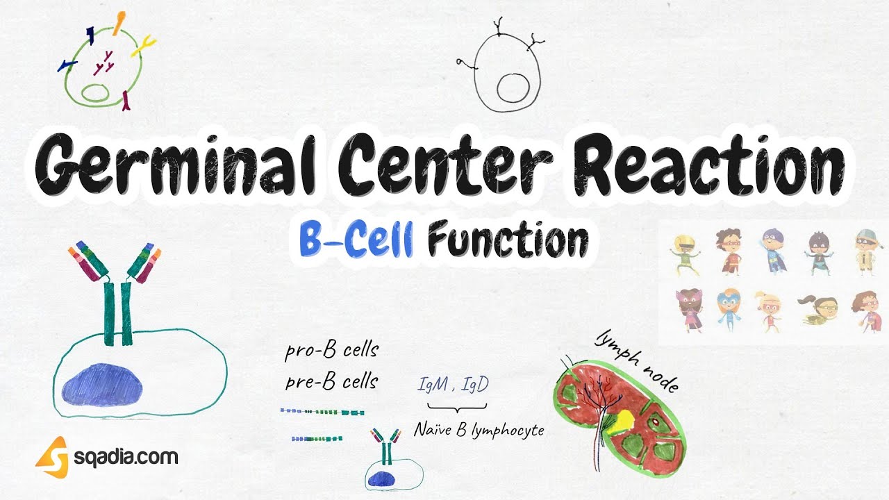 B-Cell Function | Germinal Center Reaction | Immunology for Medical ...
