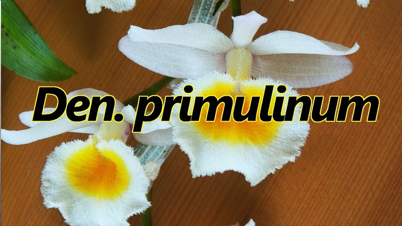 Den. primulinum, The Primrose Yellow Dendrobium orchid - YouTube
