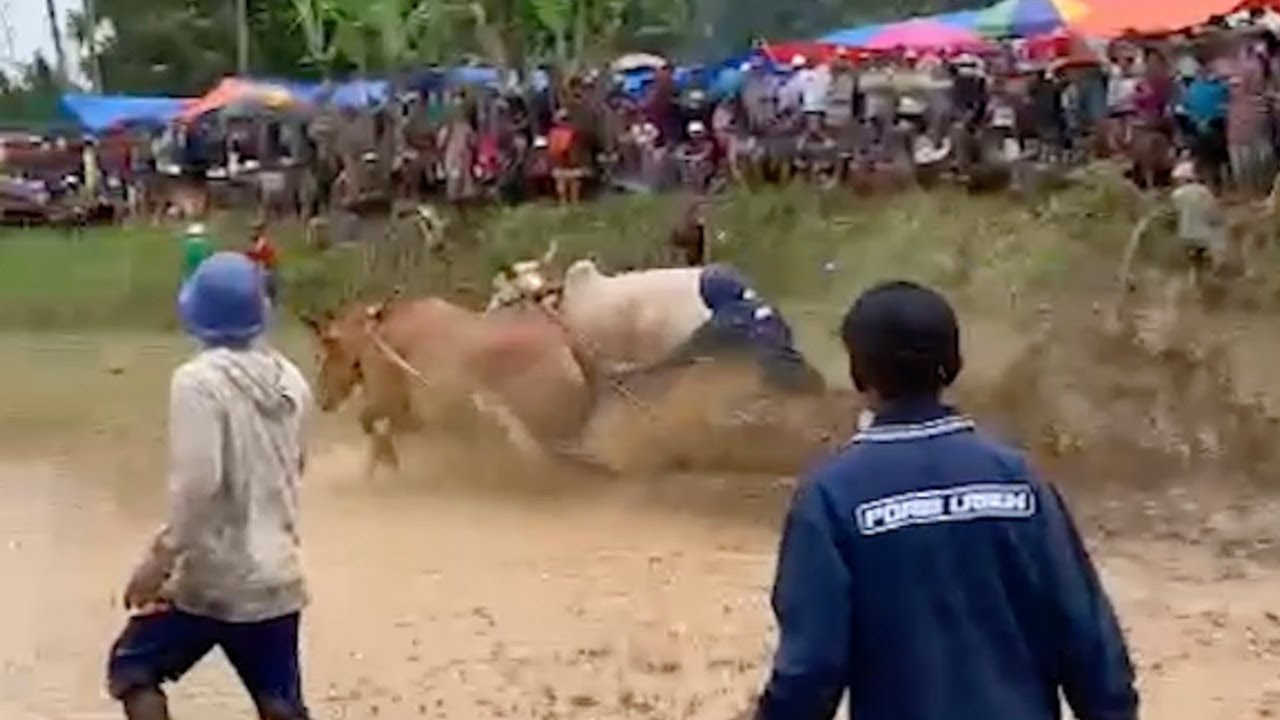 Photographer Captures Epic Cow Racing - YouTube