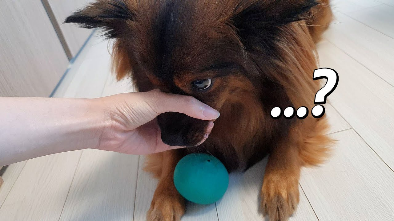 잘 놀고있는 강아지의 주둥이를 잡아보았습니다 Youtube