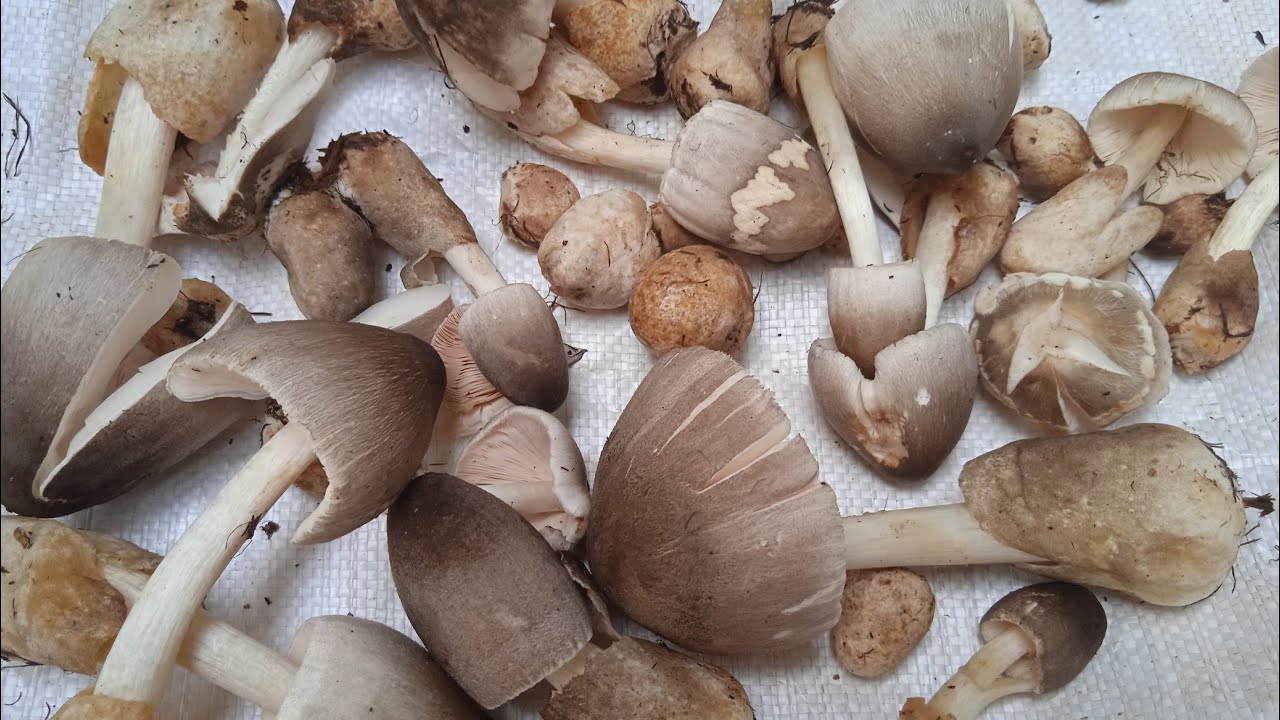 seru banget berburu jamur tangkos,, alhamdulillah hasilnya.. @ziayu5952 ...