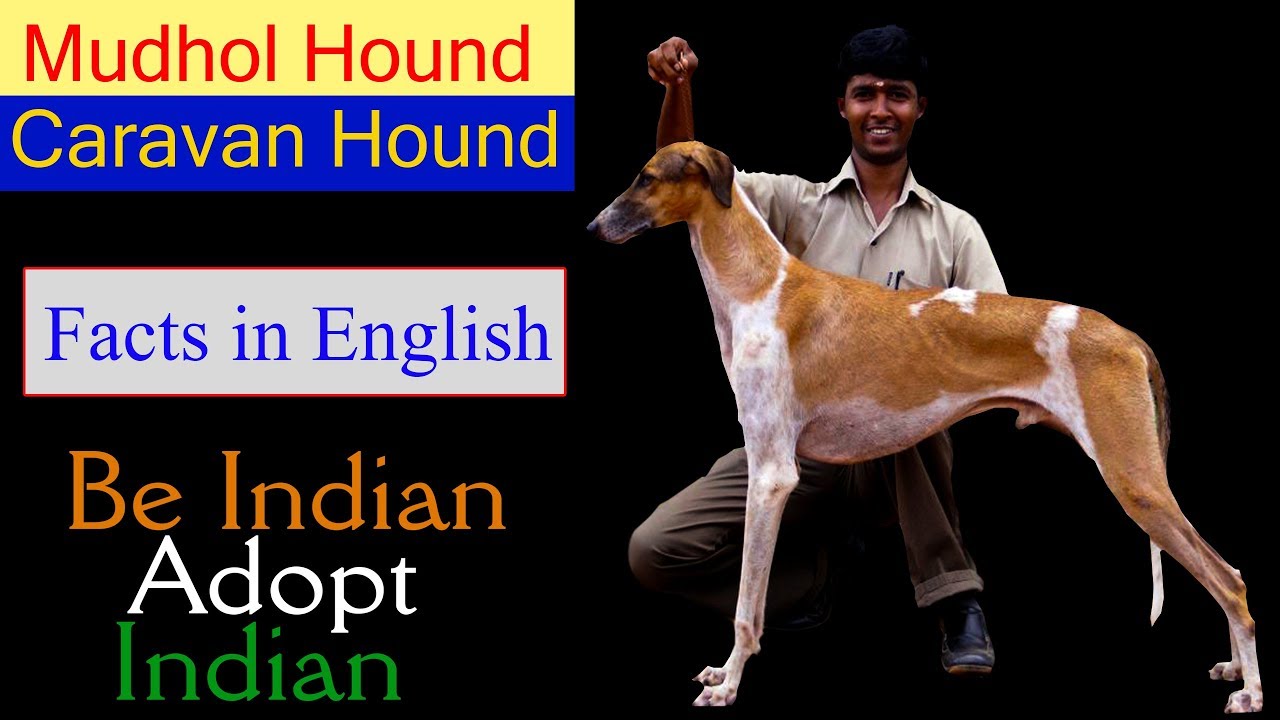 Caravan Hound Facts in English - Mudhol Hound Facts in English | Indian ...