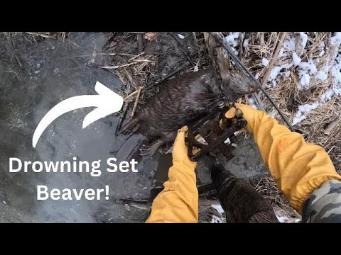 This place is infested with beaver “17 and counting” - YouTube