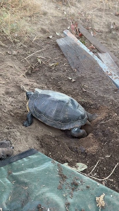Adventures of Rosie the Turtle – Part 5: Digging Deep… Will the Miracle ...
