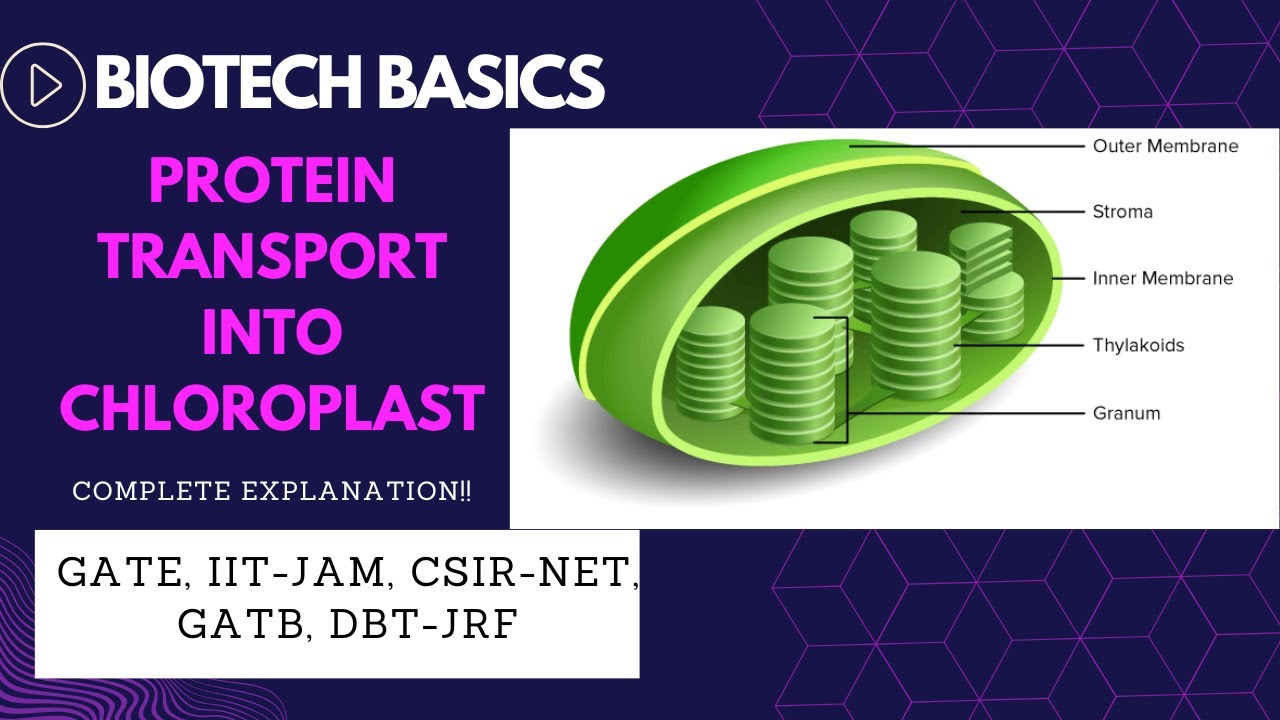 Protein Transport into Chloroplast || Cell Biology || GATE || CSIR-NET ...