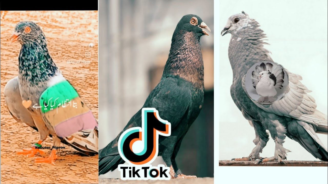 New Pigeon 😎 || kabutar Best video 🤩 || kabutarbaazi 🥵 || kabutar ...