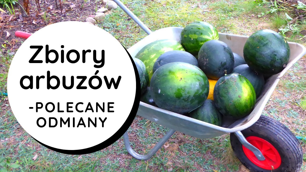 🍉Arbuzy w Polsce🍉-zbiory, polecane odmiany🤔które odmiany warto uprawiać ...