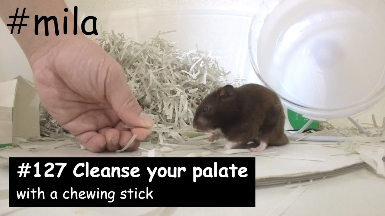 mila #127 Cleanse your palate with a chewing stick - YouTube