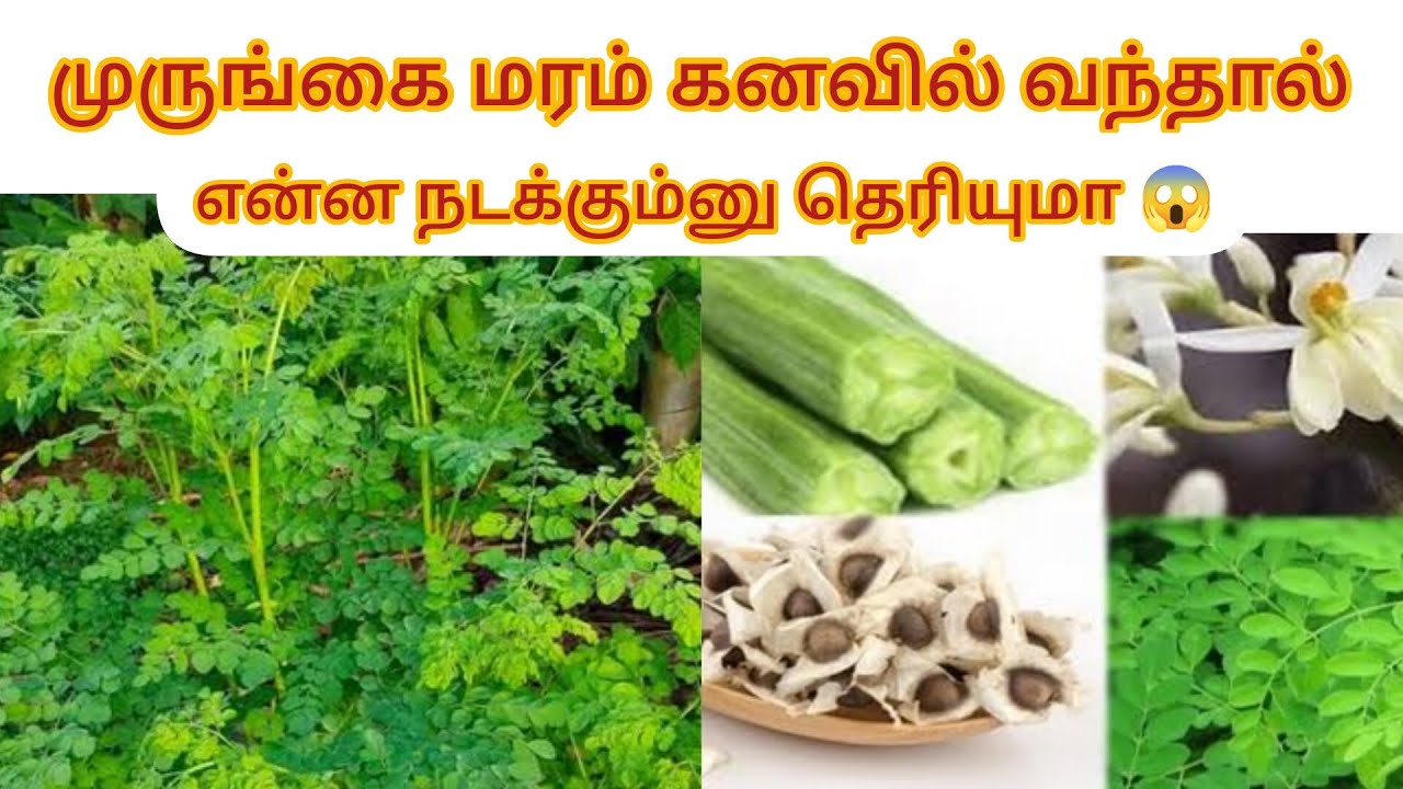முருங்கை மரம் கனவில் வந்தால் என்ன நடக்கும்னு தெரியுமா 😱#murungai maram ...
