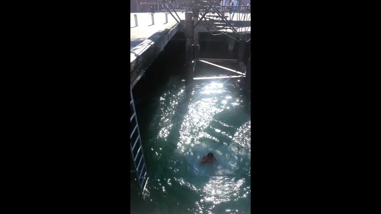 Manu bombs off Wellington wharf - YouTube