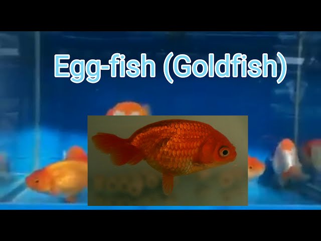 Egg Fish Goldfish