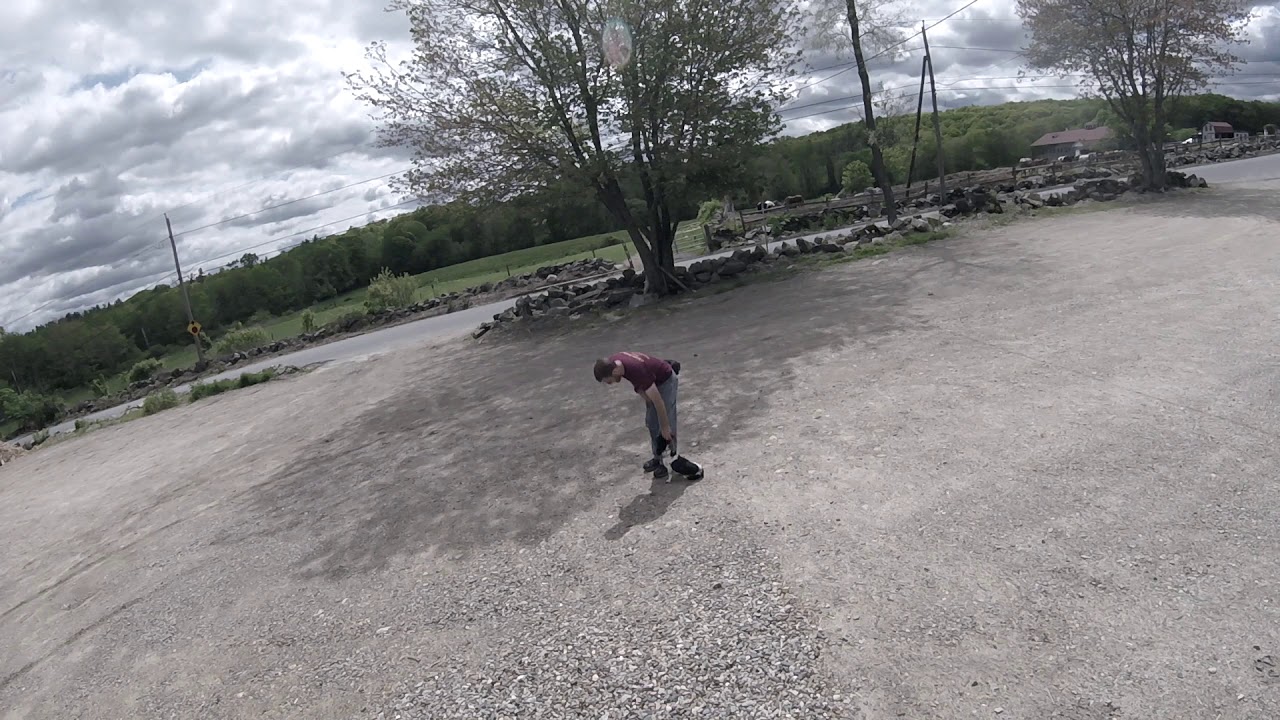 Introducing The Heel Command - YouTube
