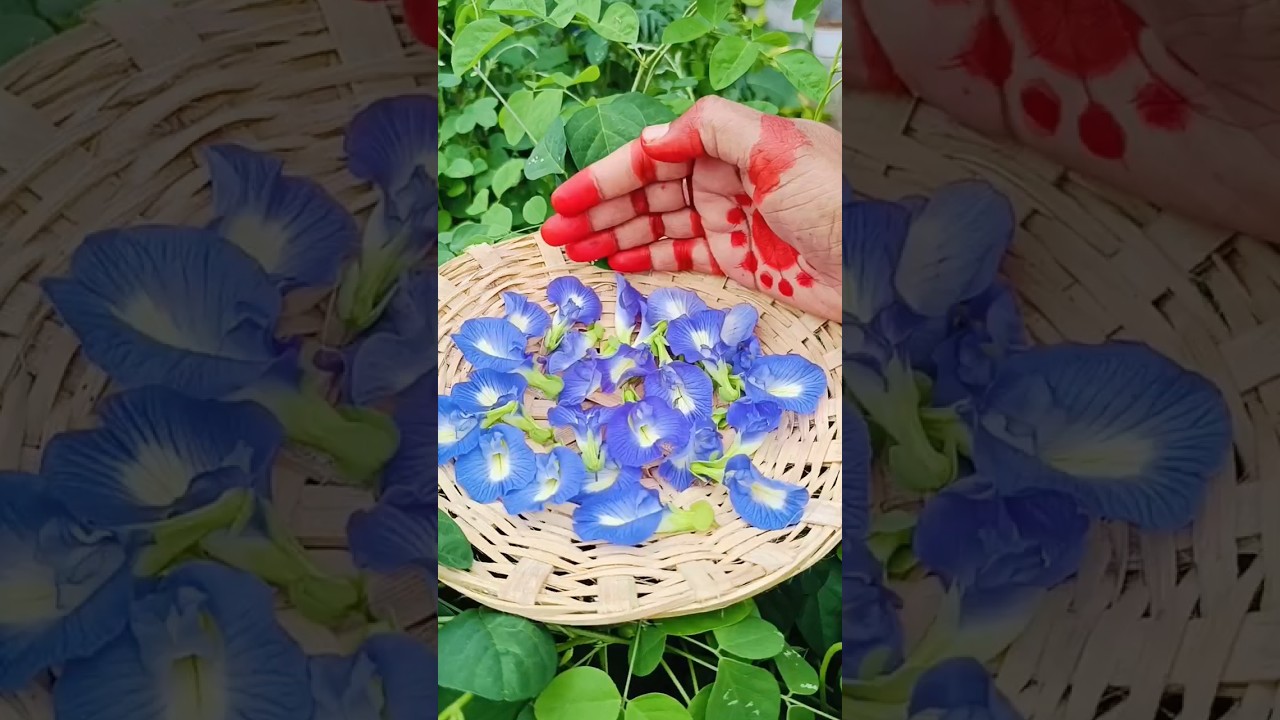 Butterfly pea flowers#Pea flowers #Shanku poolu#Short - YouTube