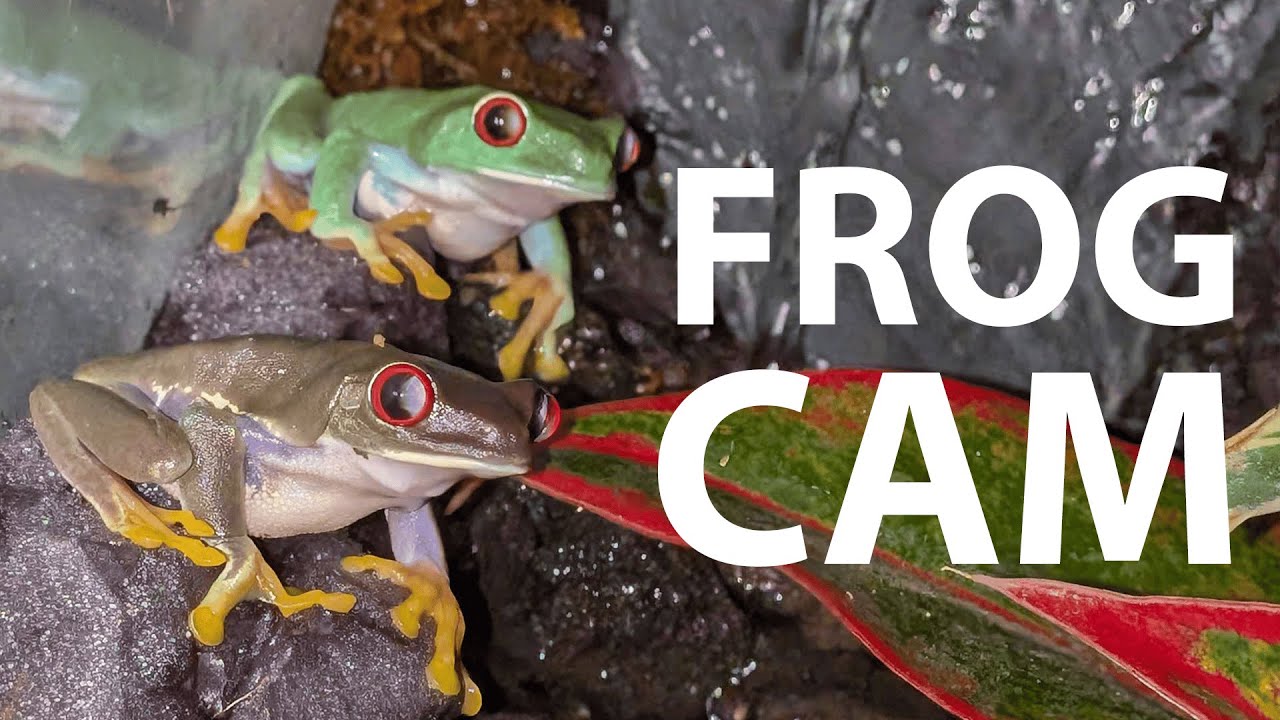 🐸 Frog Cam! [24/7] (ft. three Red Eyed Tree Frogs) 🐸 - YouTube