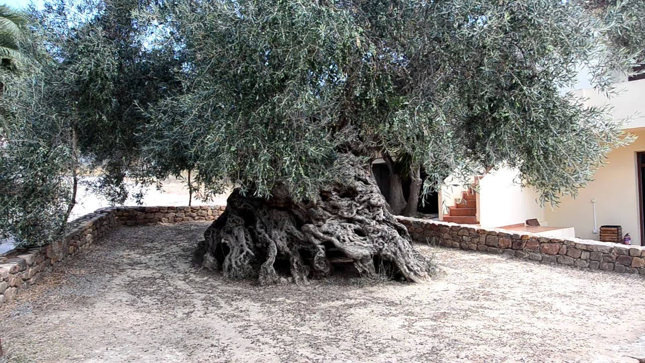 Olive tree of Vouves | Olive trees bear witness to history | 4000 years ...