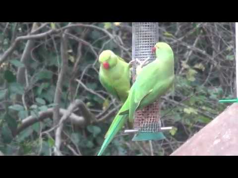 Rose-ringed Parakeets, Mersey Valley, Greater Manchester - YouTube