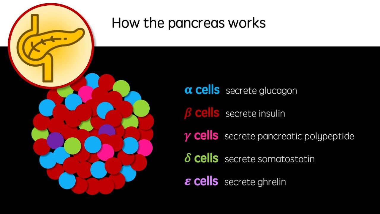 How the pancreas works - YouTube
