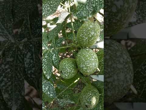 Ceviz ağaçlarında Meyve kalibre ölçümü. (Chandler,Pedro ,Kaman1 )