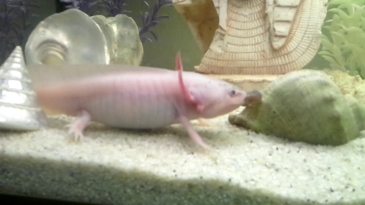 Axelotl adult eathing - YouTube