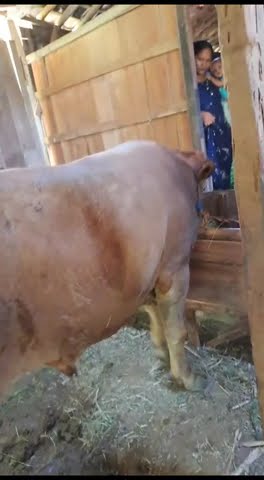 sapi qurban 23 JT saja #subscribe #animal #viral #cow - YouTube