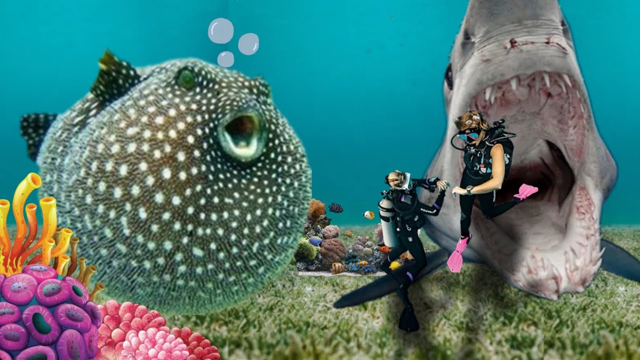 the beauty of Indonesian marine life, puffer fish,sharks, tuna,finding ...