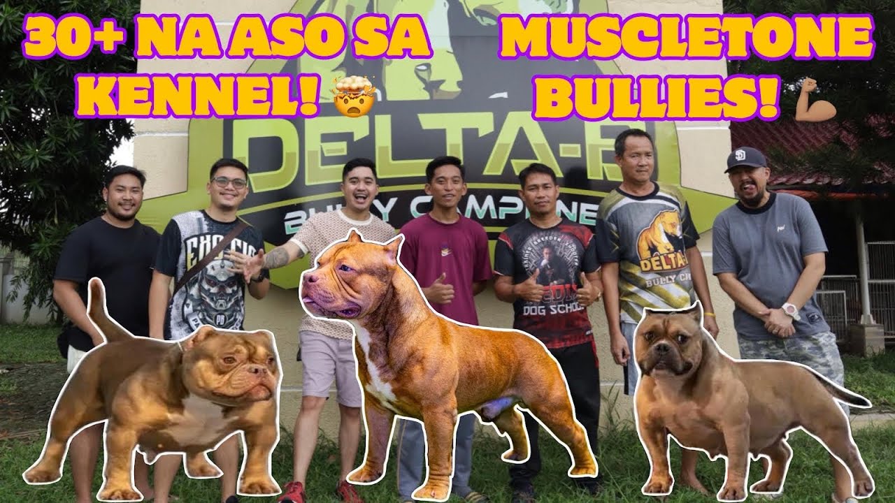DELTA-B BULLY CAMP KENNEL VISIT/MGA SOLID NA BULLIES NILA GOV AT MAYOR ...