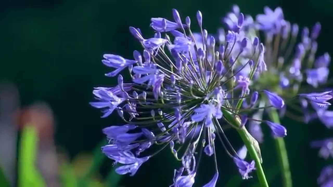 Bunga Violet yang indah - YouTube