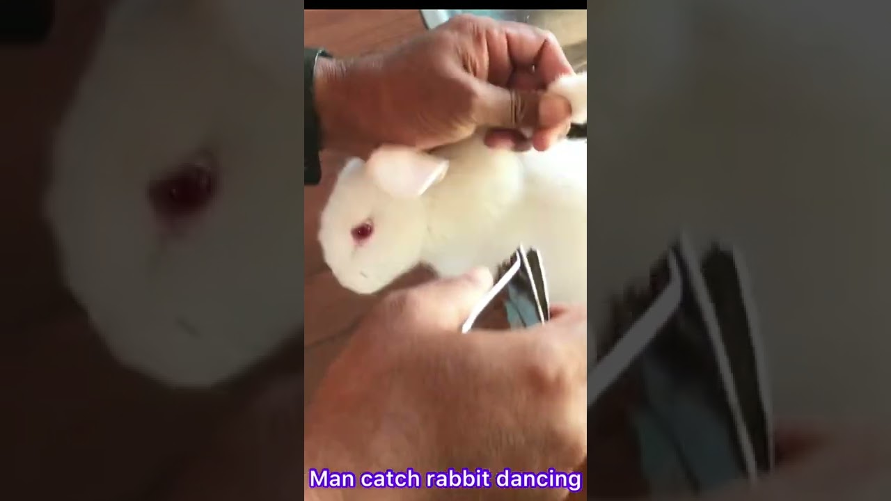 Man take rabbit cut nail # take grap ear rabbit dance - YouTube