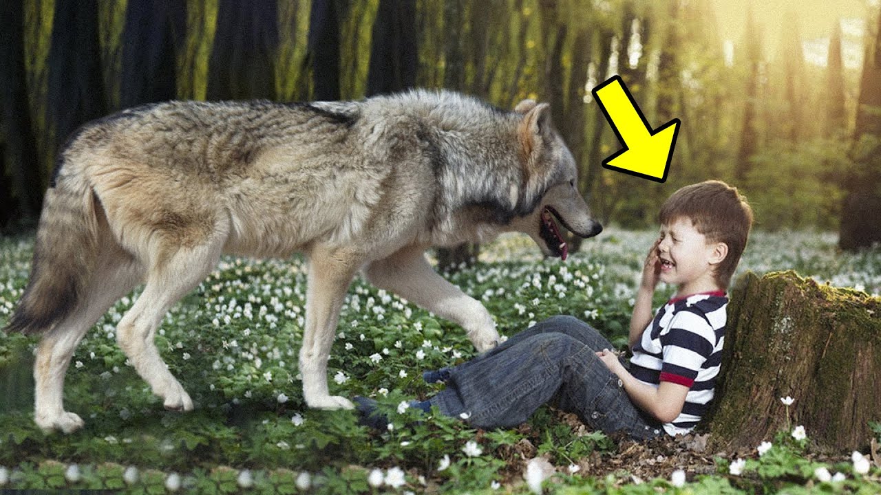 Stepfather Threw The Boy Into The Forest For The Wolves. Then Something ...