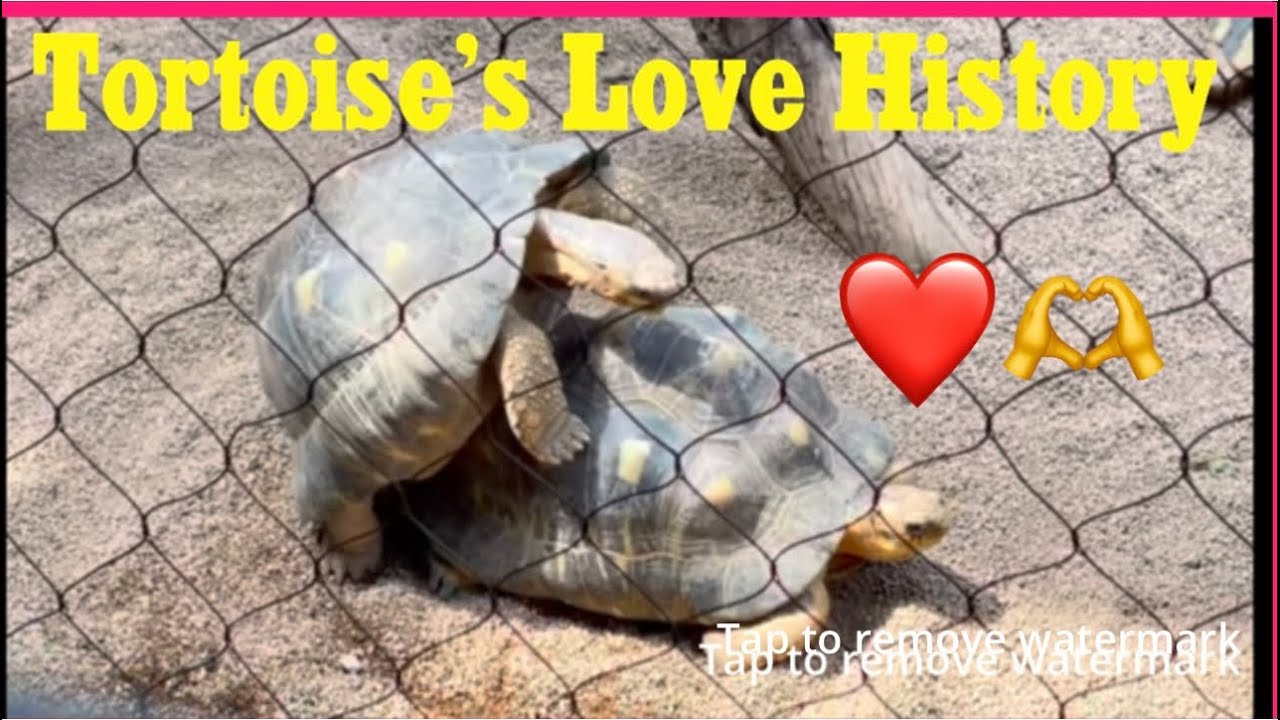 The Bronx zoo NewYork city has the most adorable tortoise - YouTube