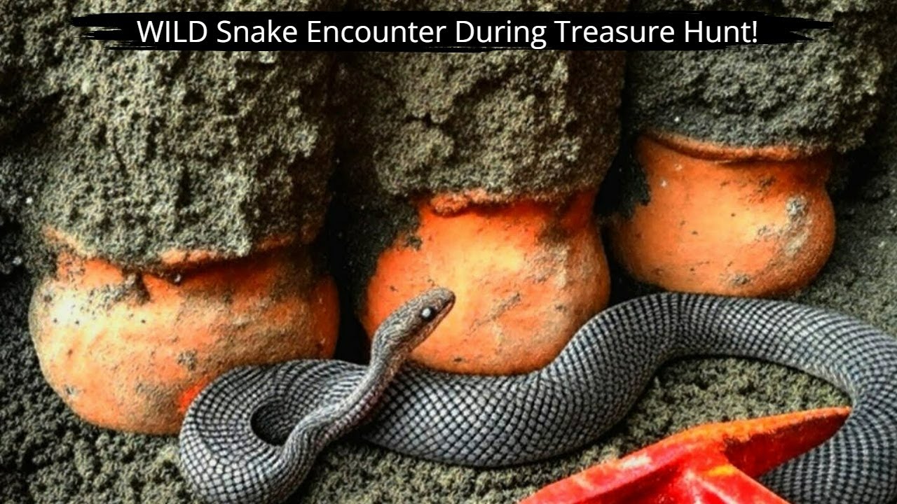 WILD Snake Encounter During Treasure Hunt! - YouTube