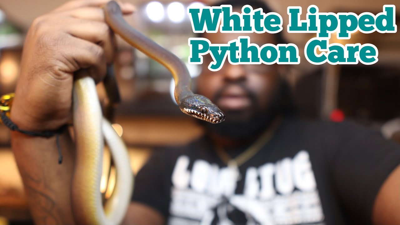 White Lipped Python Care | Care Video - YouTube