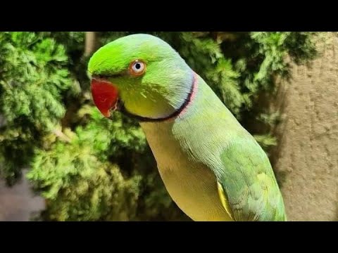 The Smartest Green Talking Parrot..! - YouTube