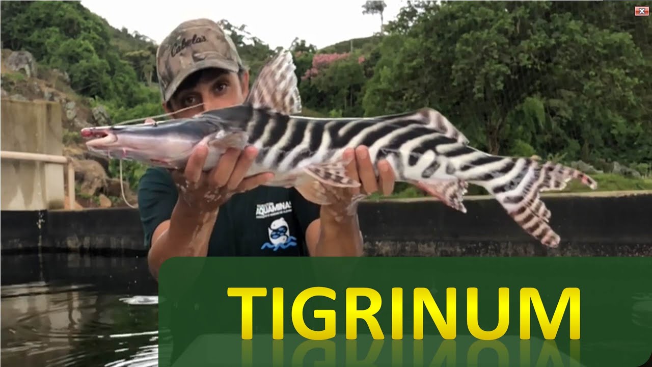 # 42 Tigrinum, Uma raridade de Peixe. - YouTube