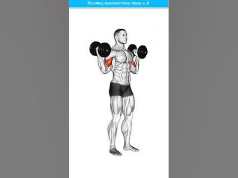 Exercise database | Standing dumbbell inner bicep curl #shorts - YouTube