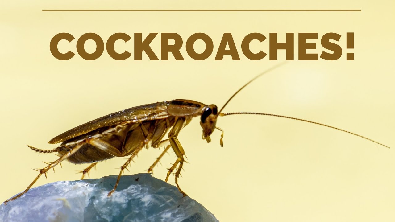 Interesting Facts about Cockroaches! - YouTube