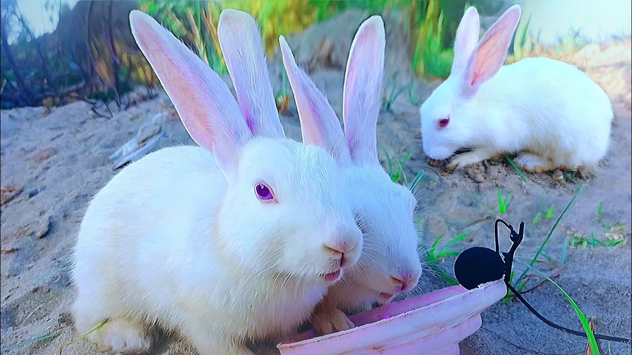 (ASMR) Rabbit Eating Sound ,4k video ultra hd, Animals 2024 videos ...