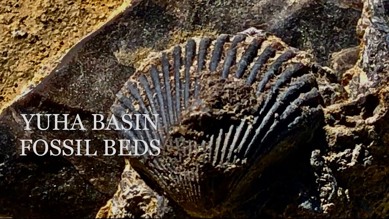 Yuha basin fossil beds (#132) - YouTube