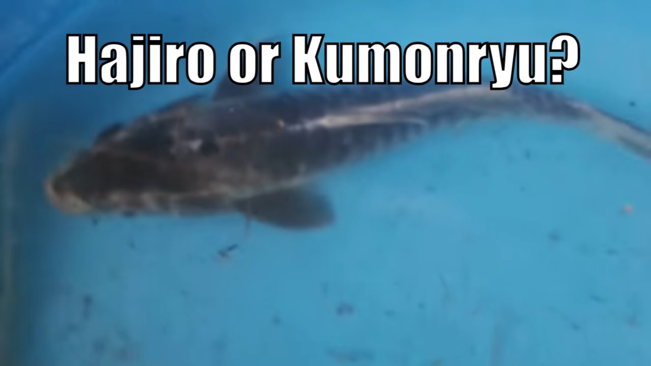 Hajiro or Kumonryu? Comment down below if you know 2021 - YouTube