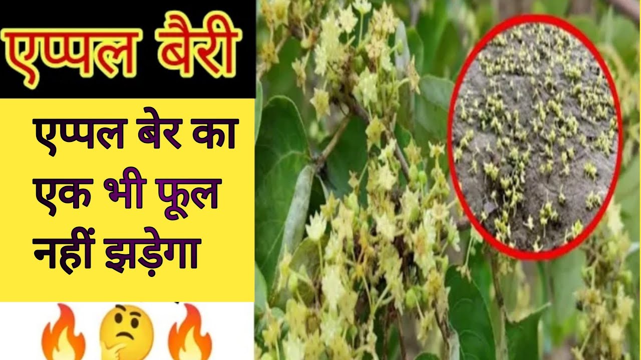 फूल झड़ने से रोकने के उपाय! apple ber farming flower drop full ...