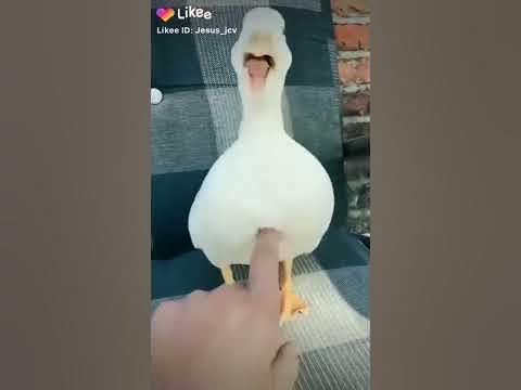 Pato cuac cuac cuac cuac - YouTube
